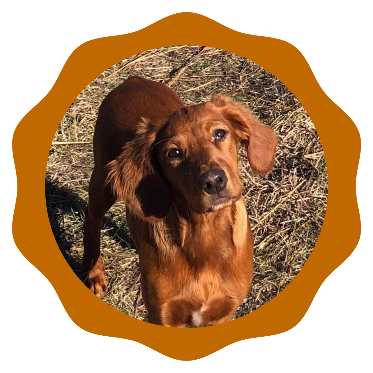 Dogs – IronFire Setters